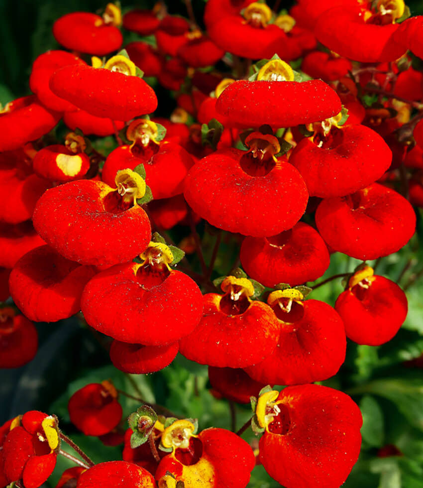 Calceolaria, Calynopsis Red - Buy Online at Annies Annuals