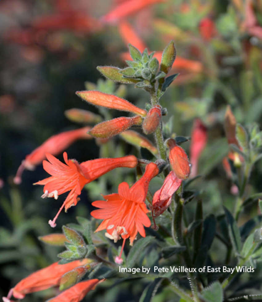 Zauschneria canum, Sierra Salmon, California Fuchsia - Annies Annuals