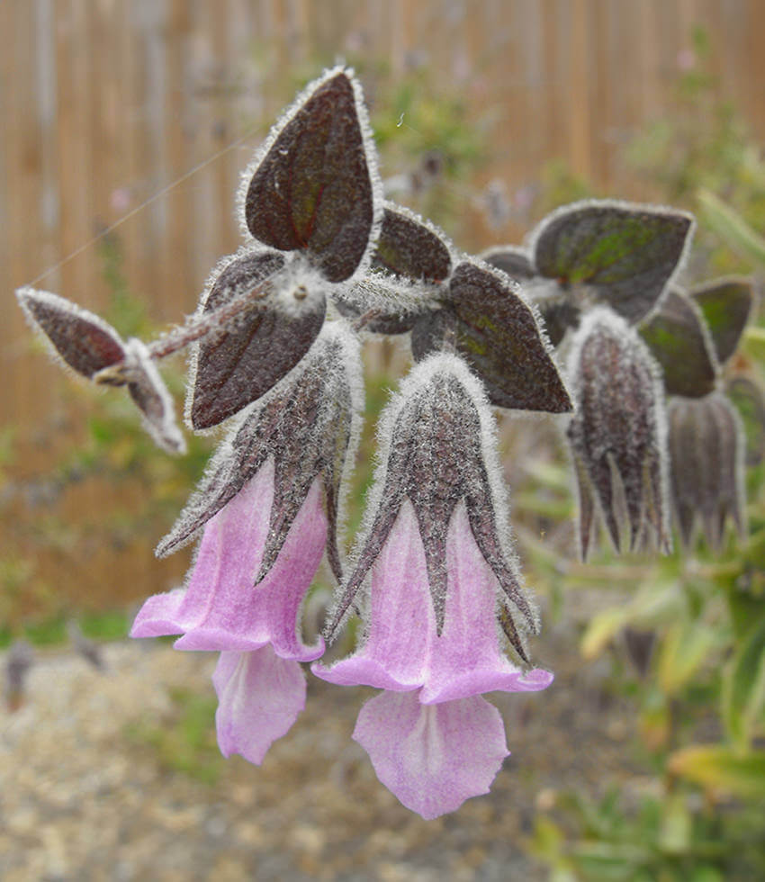 Lepechinia fragrans "Fragrant Pitcher Plant" - Annies Annuals