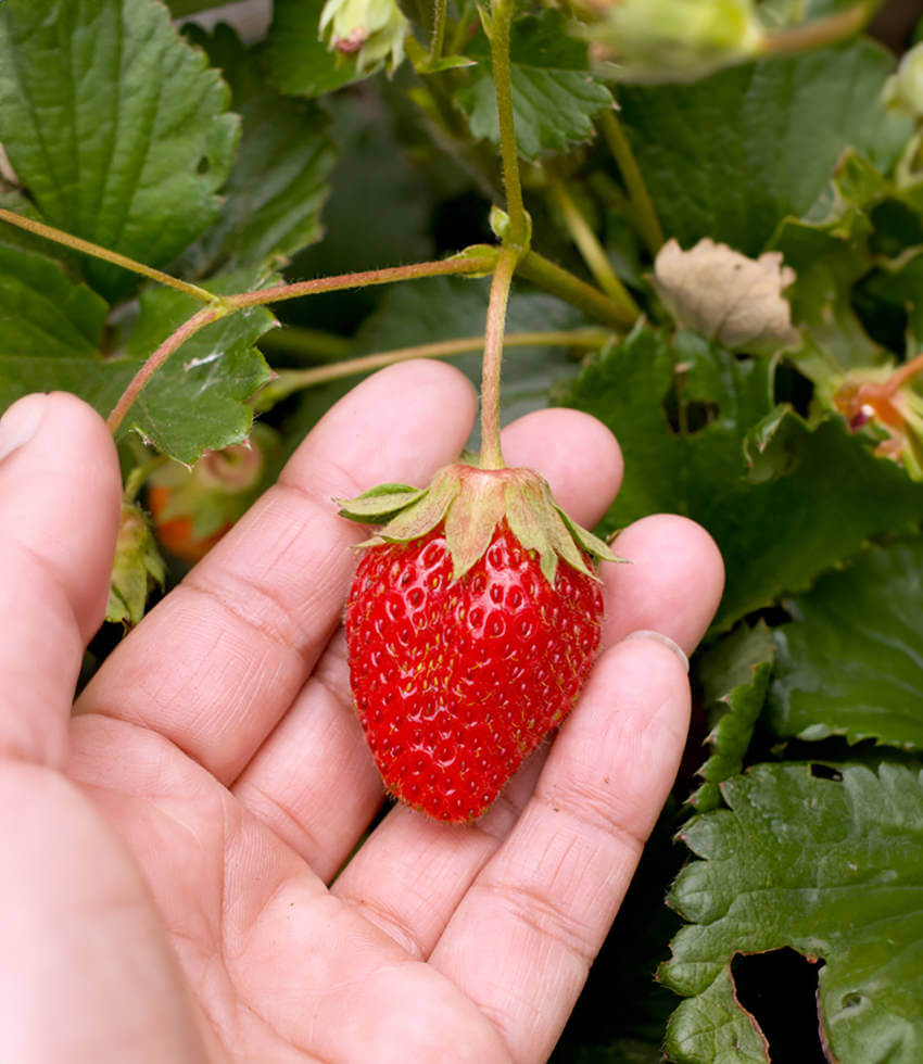 Fragaria x ananassa, Delizz - Buy Online at Annies Annuals