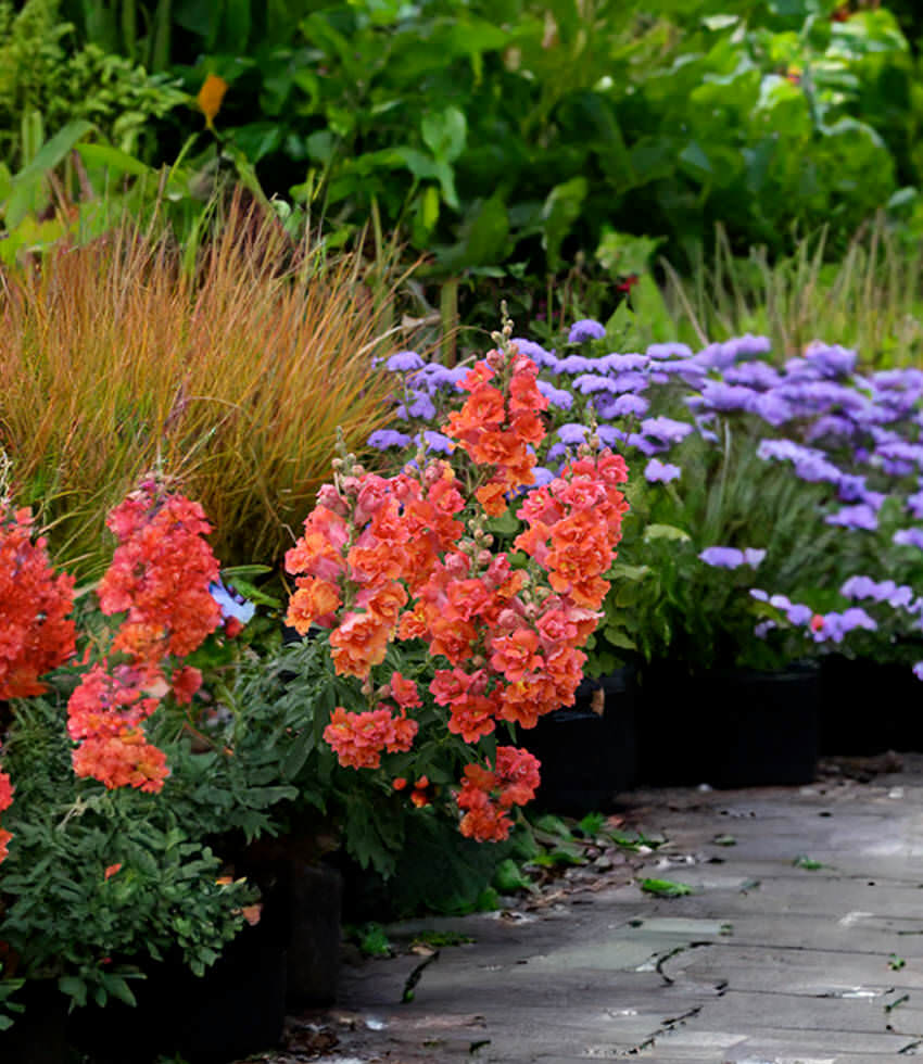 Antirrhinum majus, Double Azalea Apricot - Buy Online at Annies Annuals