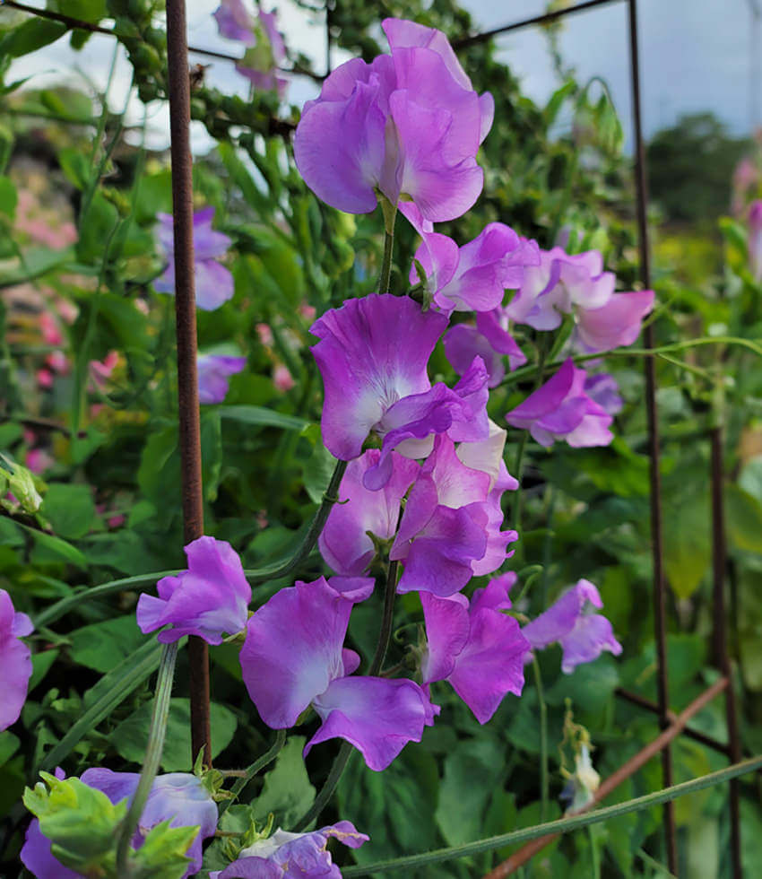Lathyrus odoratus, Pulsar - Buy Online at Annies Annuals