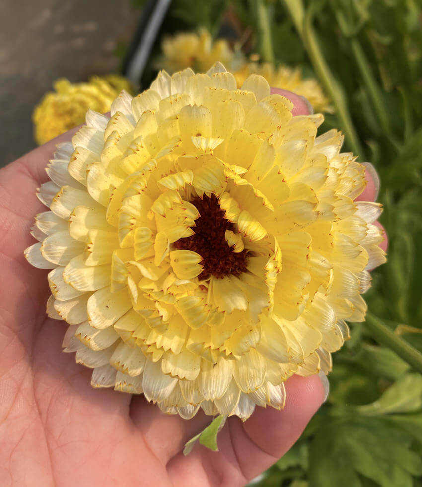 Calendula officinalis, Snow Princess - Buy Online at Annies Annuals