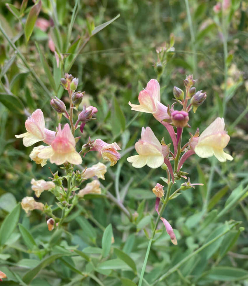 Linaria purpurea, Peachy - Buy Online at Annies Annuals