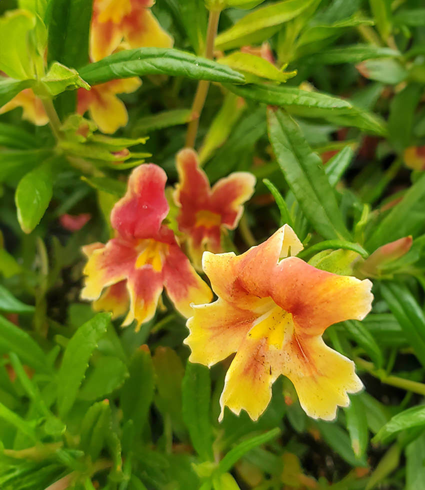 Mimulus, Changeling - Buy Online at Annies Annuals