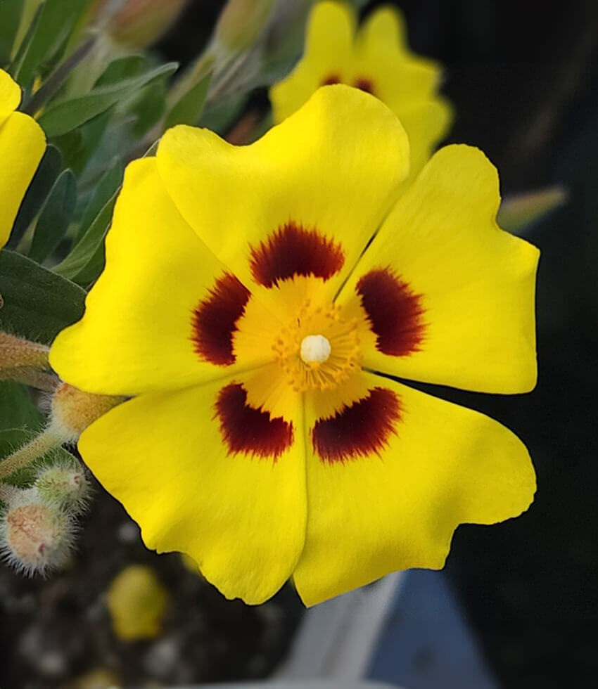 Halimium lasianthum, Sandling - Buy Online at Annies Annuals