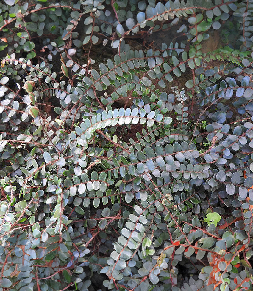 Fern - Pellea rotundifolia - Buy Online at Annies Annuals