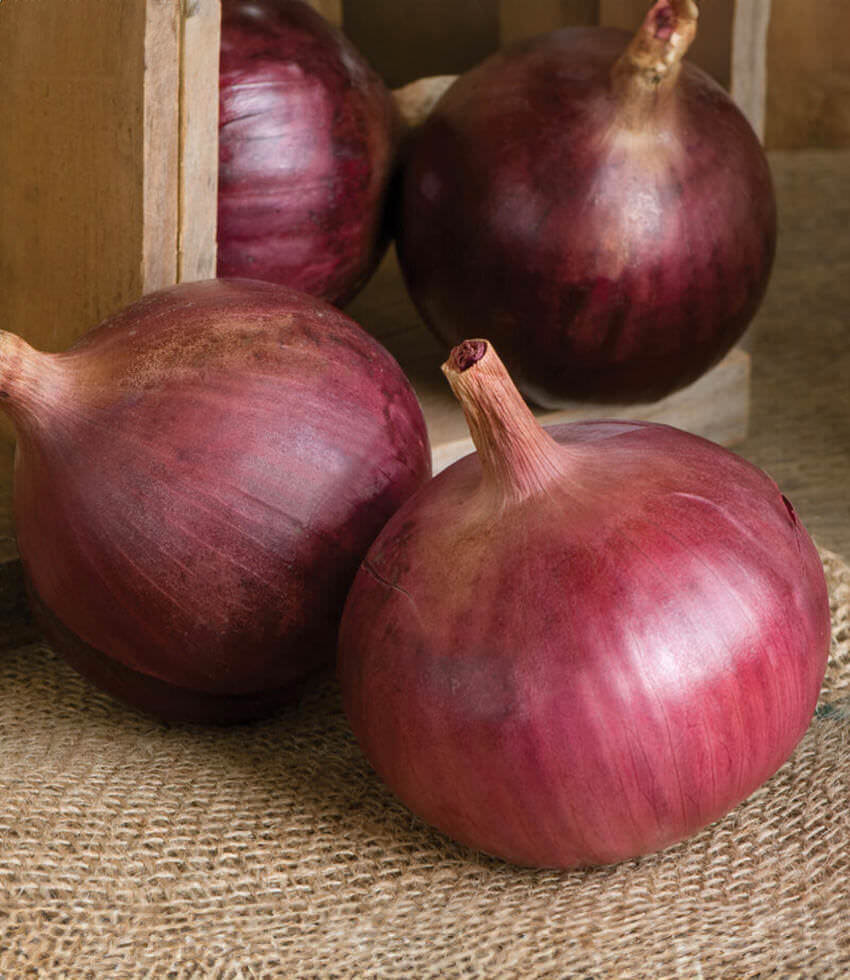 Onion, Cabernet - Buy Online at Annies Annuals
