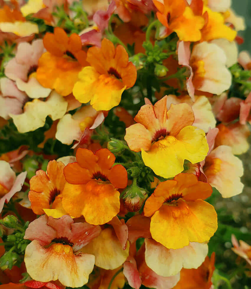 Nemesia, Angelart Orange - Buy Online at Annies Annuals