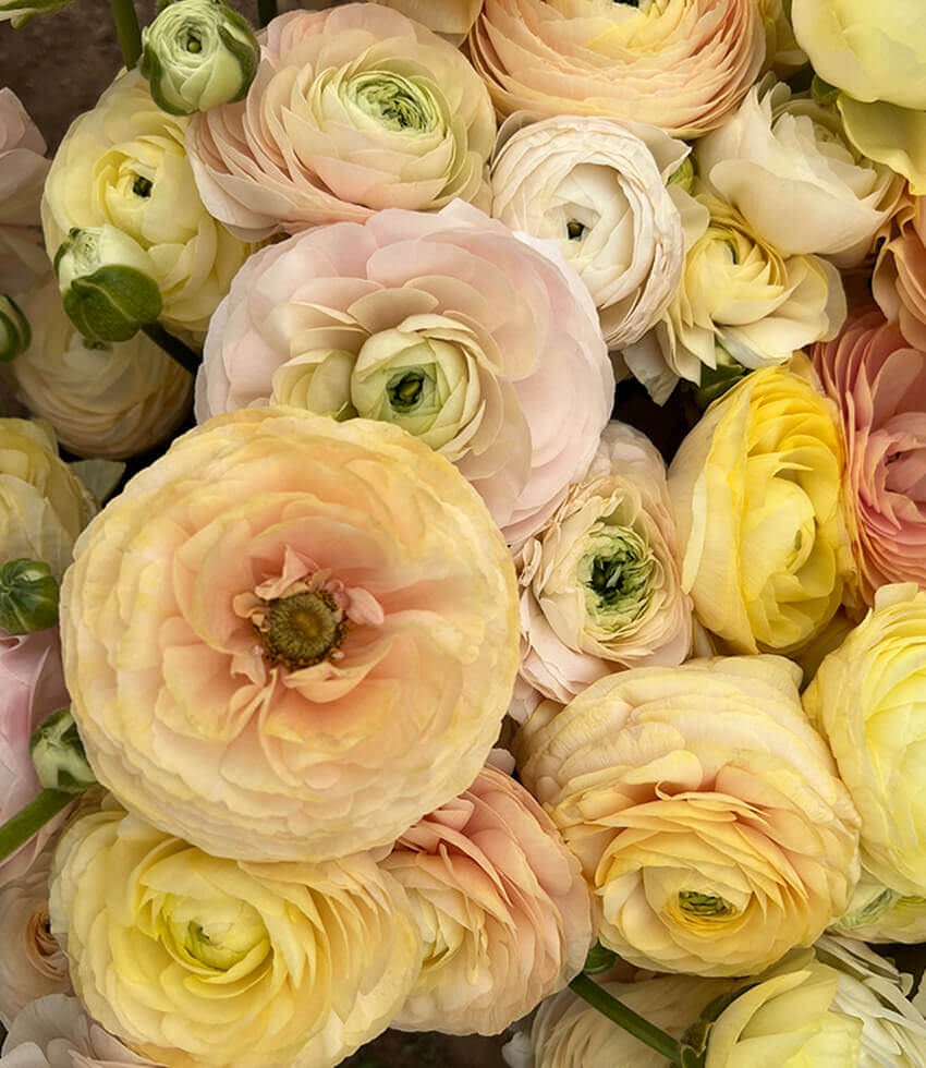 RANUNCULUS Bagged Bulbs (15/Bag), Half Clone Wedding Pastel
