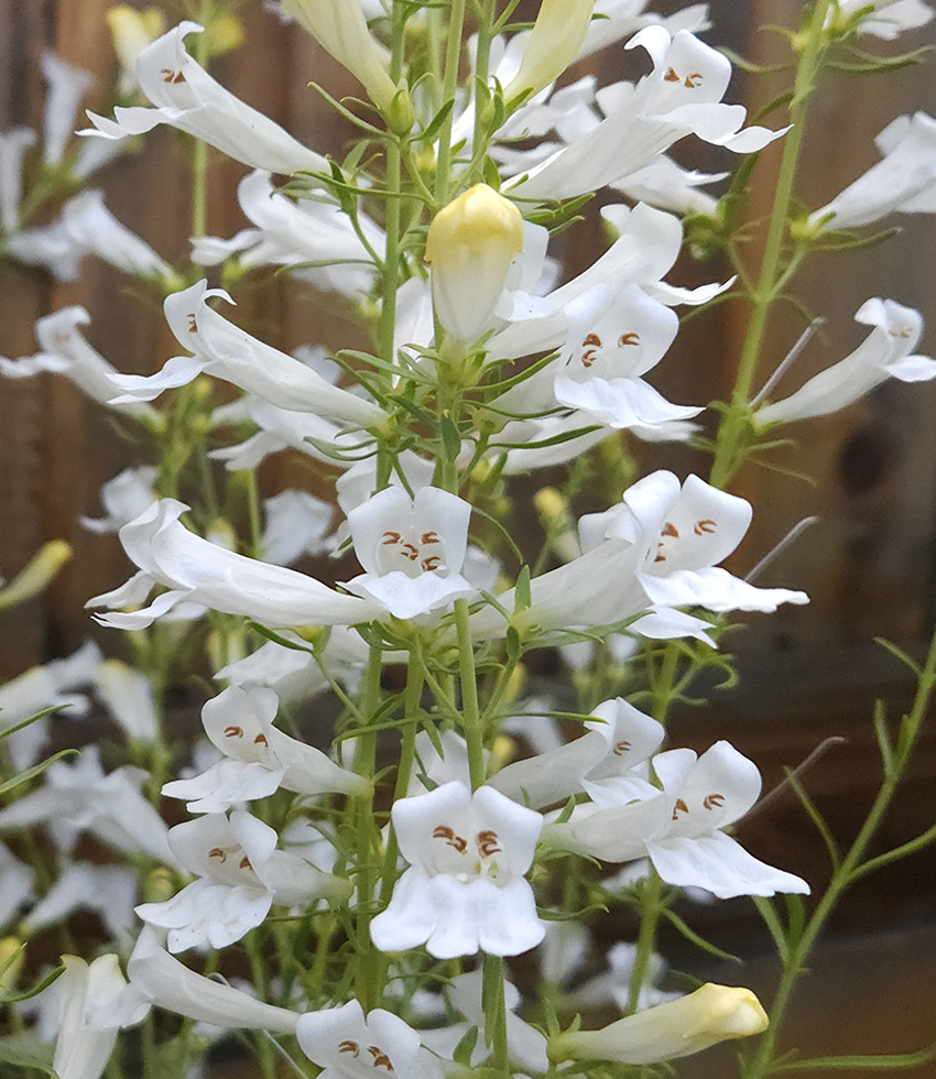 Penstemon heterophyllus 'GMR White'