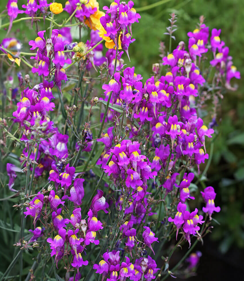 Linaria triornithophora, Three Birds Flying - Annies Annuals
