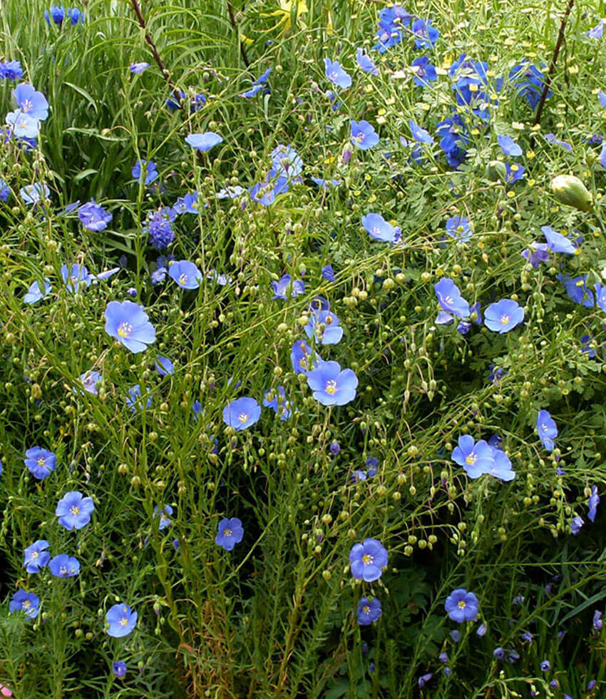 Linum lewisii, Blue Flax - Buy Online at Annies Annuals