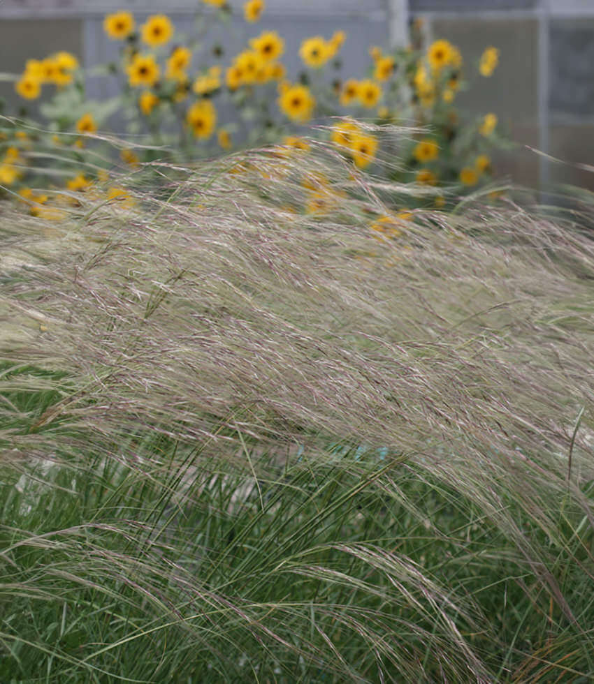 Stipa cernua, Nodding Needle Grass - Buy Online at Annies Annuals