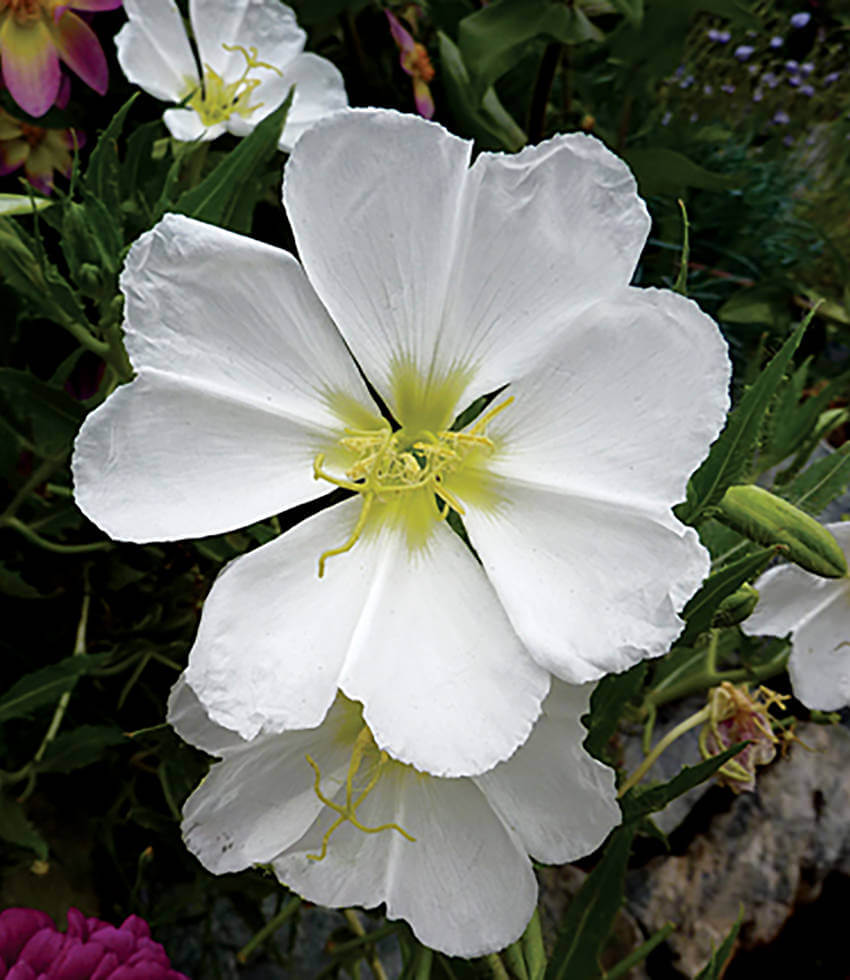Oenothera pallida, Pale Evening Primrose - Buy Online at Annies Annuals