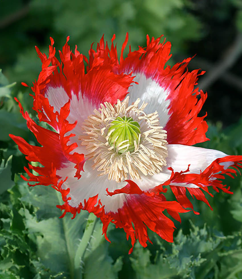 Papaver hybridum, Danebrog, Poppy - Buy Online at Annies Annuals