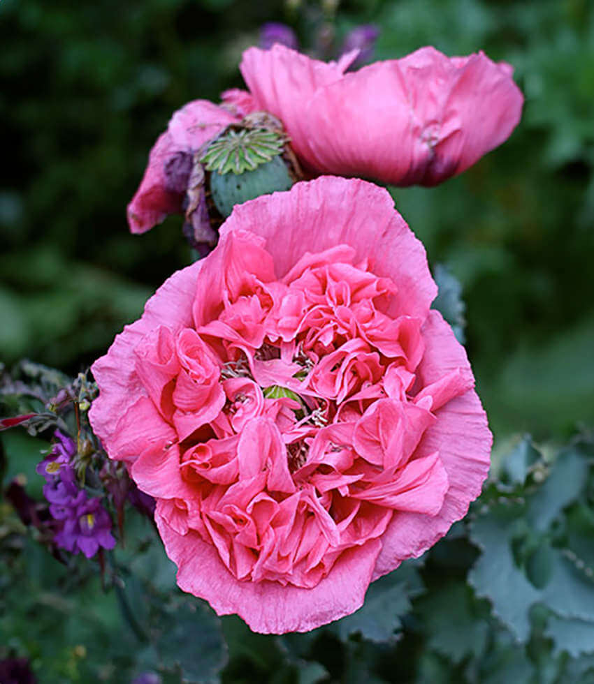 Papaver hybridum, Pink Heirloom, Poppy - Buy Online at Annies Annuals