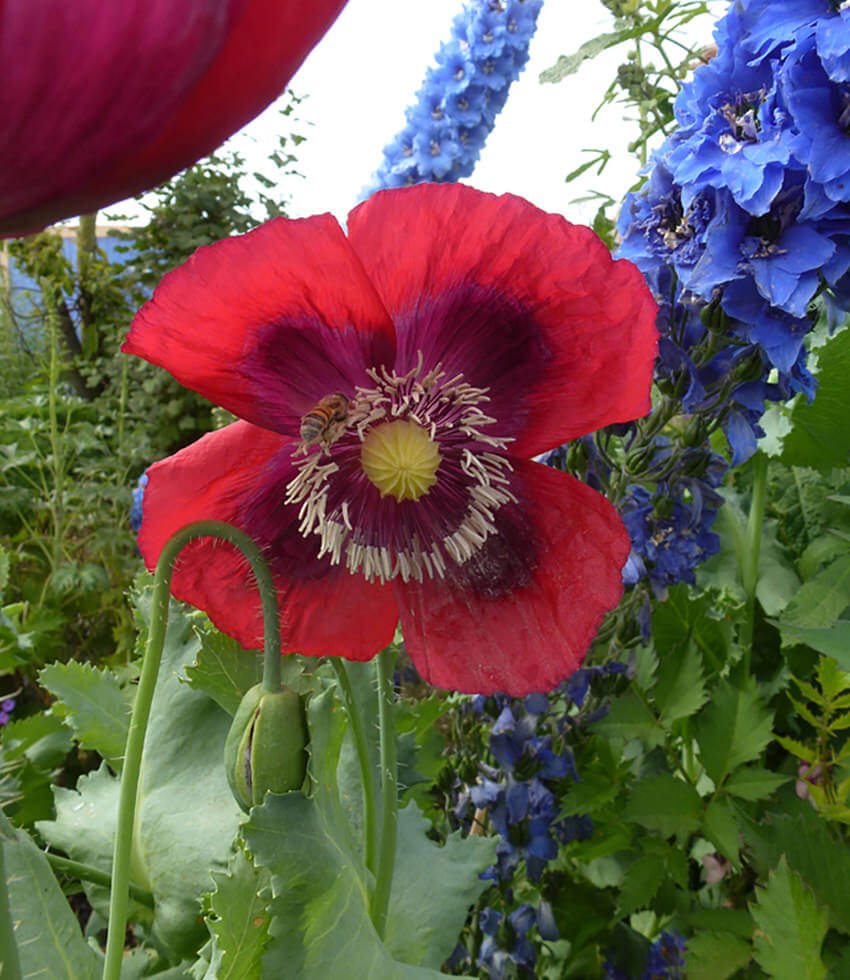 Papaver hybridum, Raspberry Breadseed, Poppy - Annies Annuals