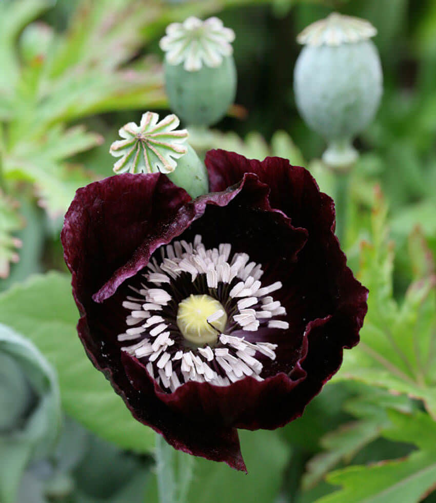 Papaver hybridum, Single Black, Poppy - Buy Online at Annies Annuals