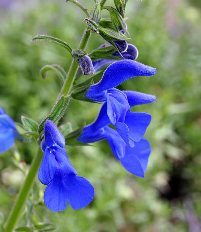 Salvia patens, Gentian Sage - Buy Online at Annies Annuals
