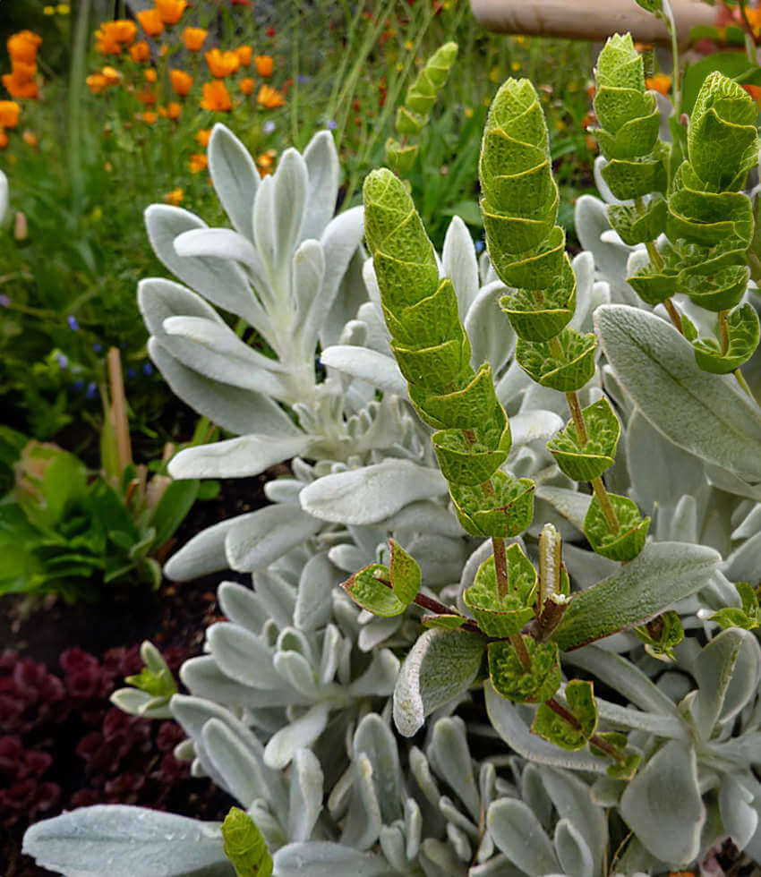 Sideritis cypria - Buy Online at Annies Annuals