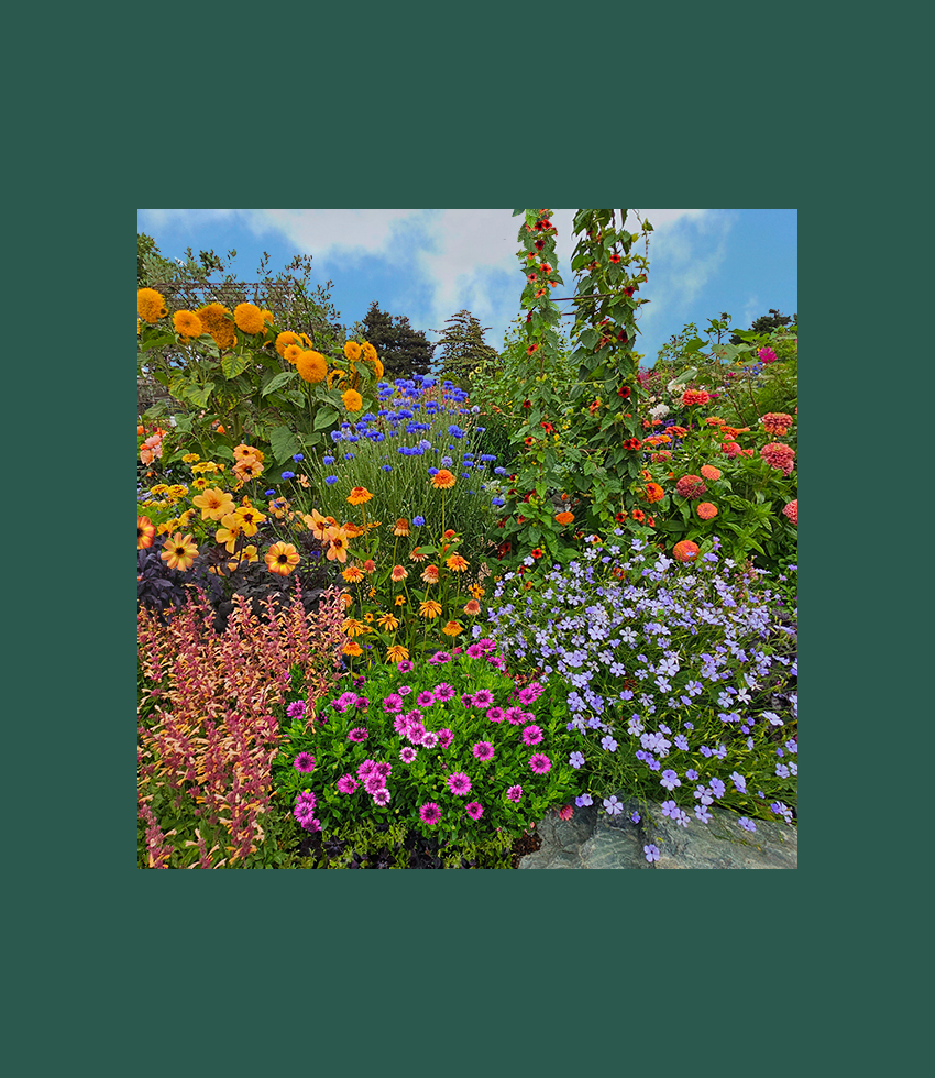 Ready Set SUMMER! - Summer Garden from AnniesAnnuals