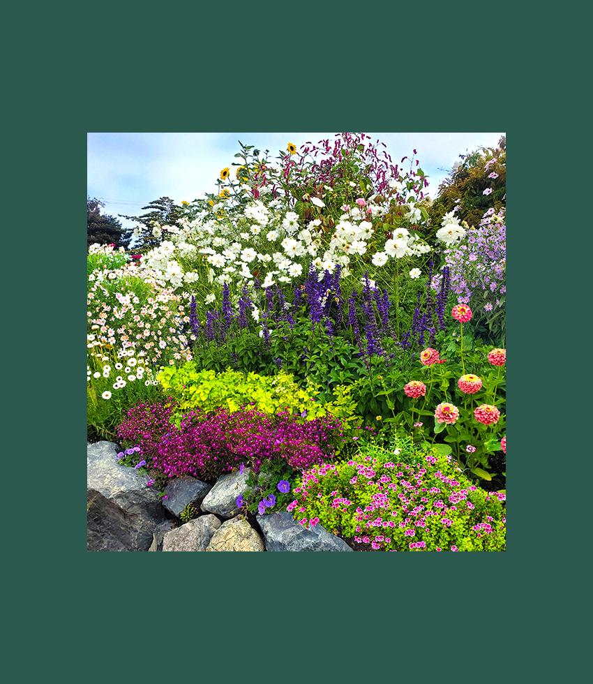 Simply SUNsational - Summer Garden from AnniesAnnuals