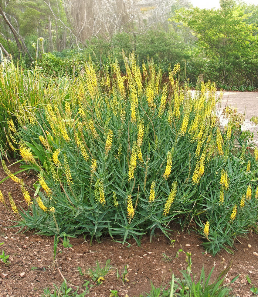 Aloe tenuior, Fence Aloe - Buy Online at Annies Annuals