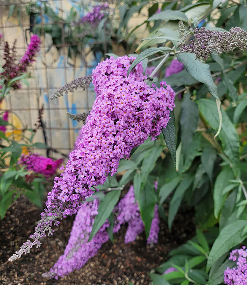 Buddleja, Grand Cascade - Buy Online at Annies Annuals