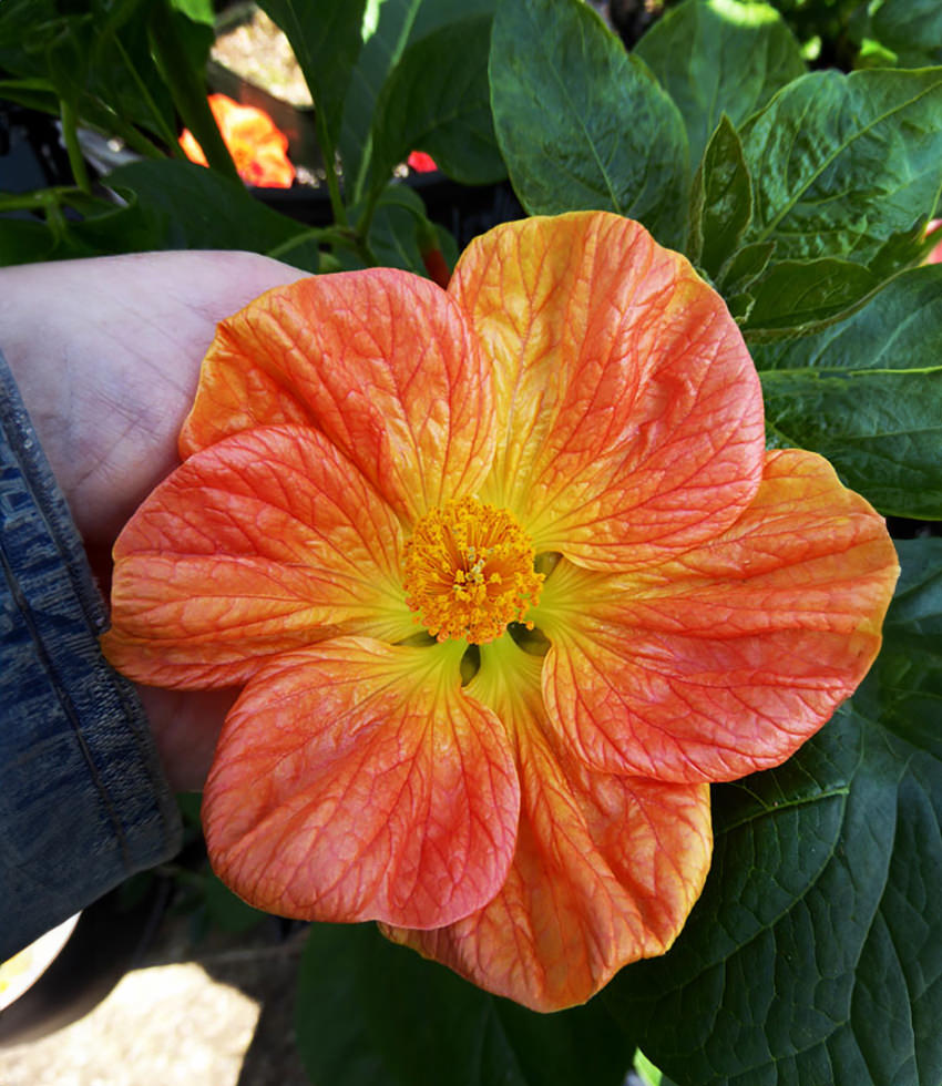 Abutilon, Victor Reiter, Flowering Maple - Buy Online at Annies Annuals