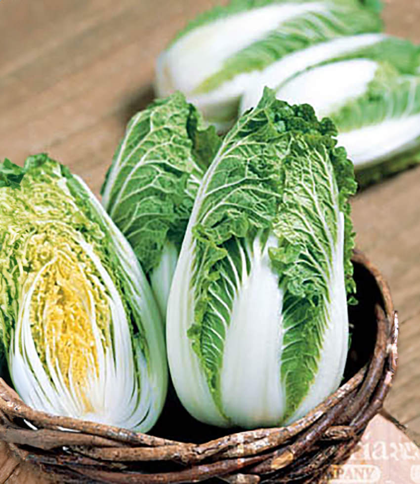 Cabbage: 6-pack, Rubicon, Chinese Cabbage - Annies Annuals