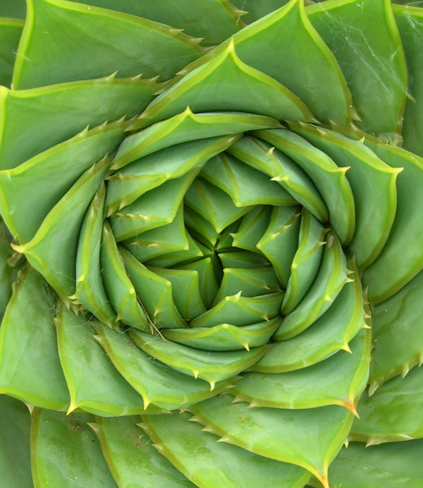 Aloe polyphylla, Spiral Aloe - Buy Online at Annies Annuals