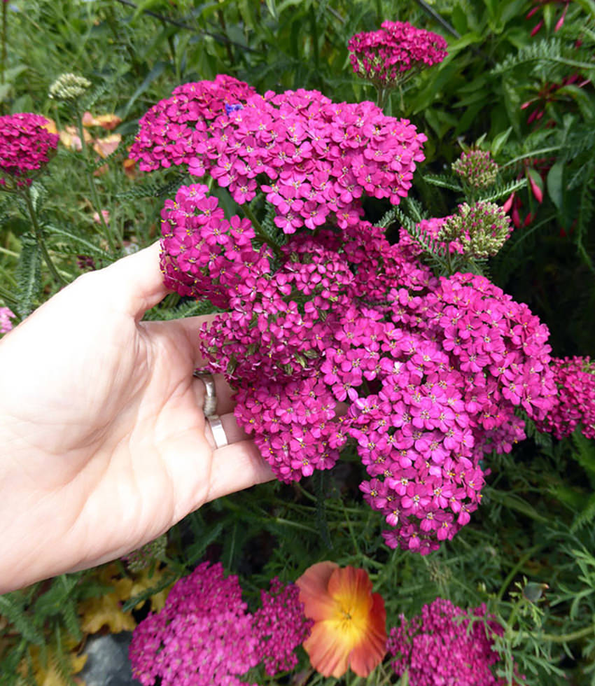 Achillea millefolium, Rosa Maria, Yarrow - Buy Online at Annies Annuals