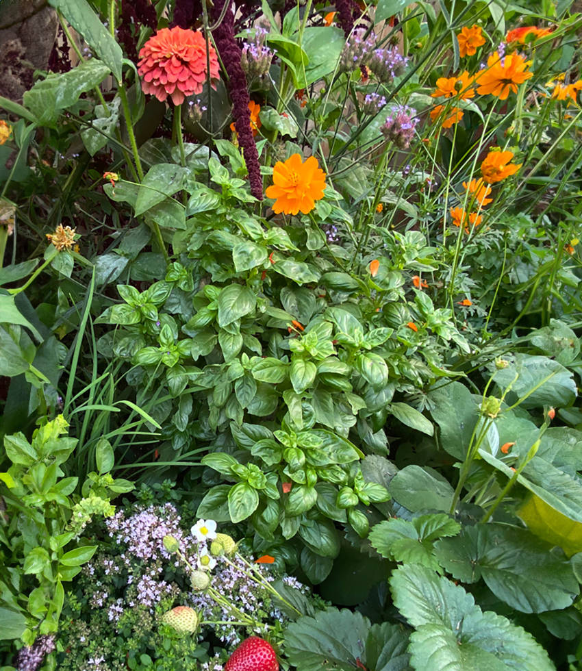 Basil, Emerald Towers - Buy Online at Annies Annuals