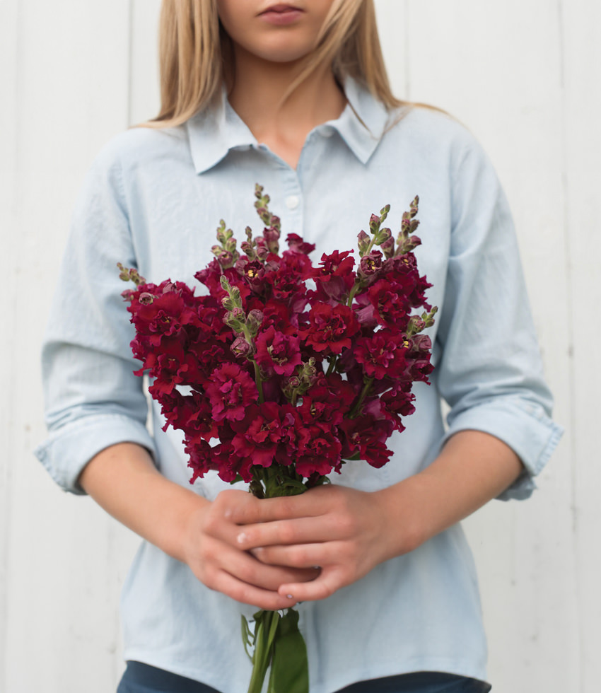 Antirrhinum majus, Double Azalea Red - Buy Online at Annies Annuals