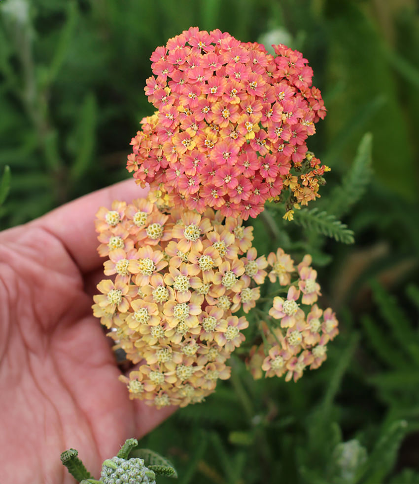 Achillea millefolium, Salmon Beauty, Yarrow - Annies Annuals