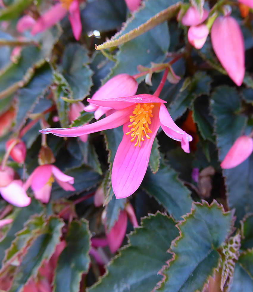 Begonia, Mistral Pink - Buy Online at Annies Annuals