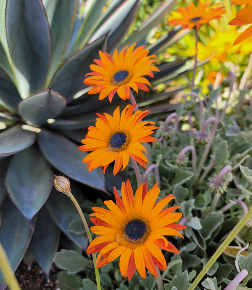 Arctotis, Fire - Buy Online at Annies Annuals