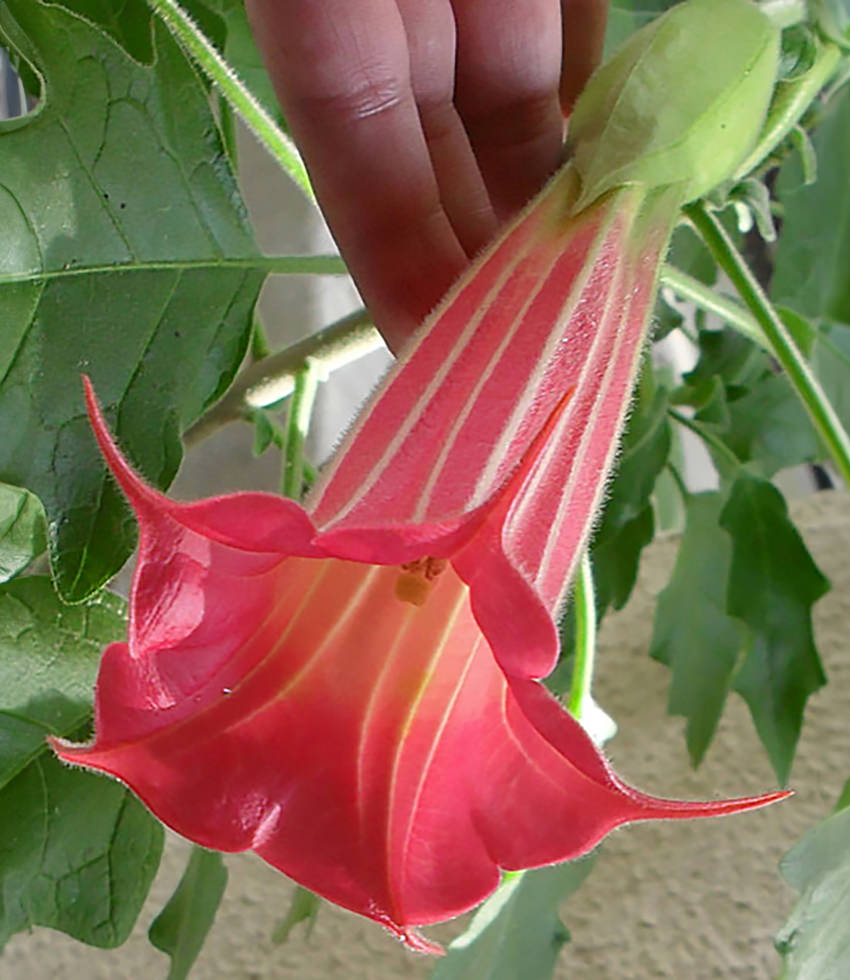 Brugmansia vulcanicola, Suncrest Vulsa - Buy Online at Annies Annuals