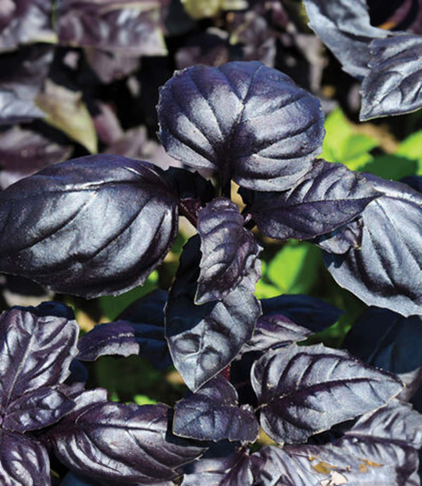 Basil, Amethyst Improved - Buy Online at Annies Annuals