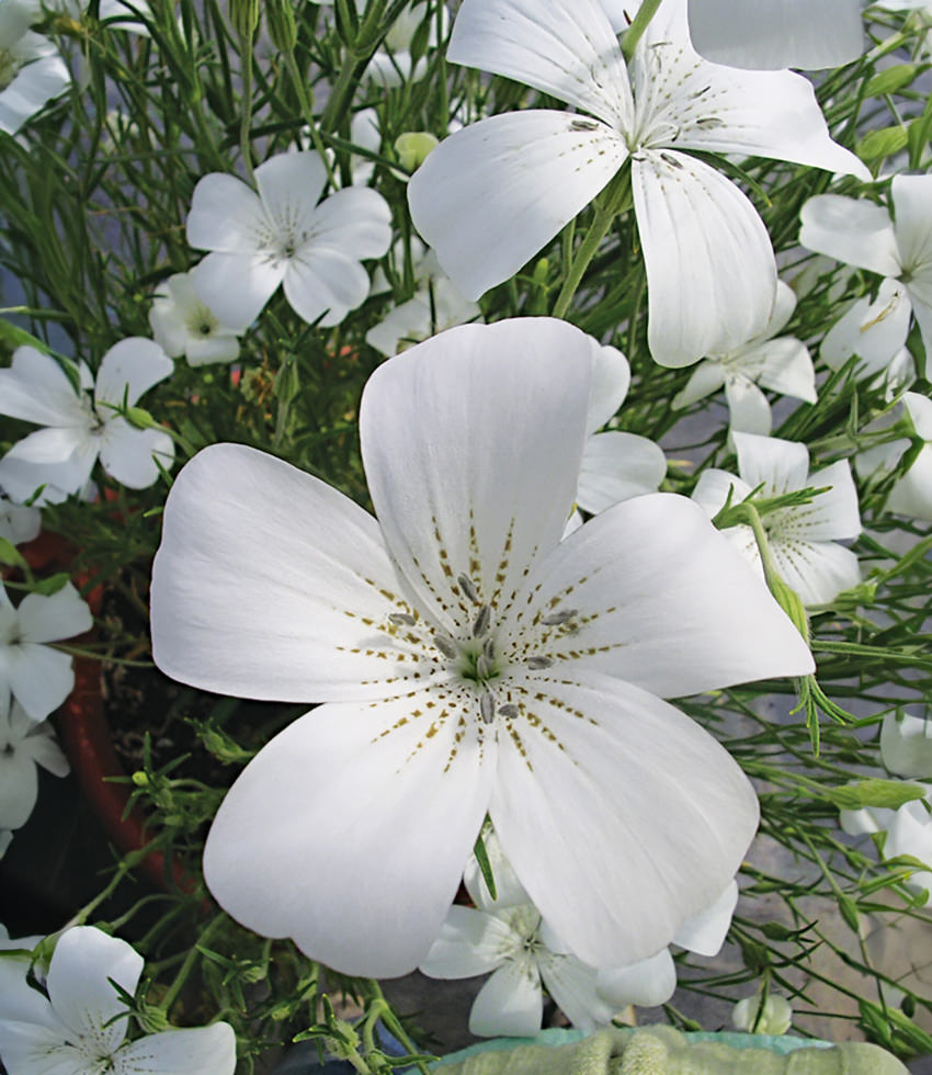 Agrostemma, Ocean Pearls - Buy Online at Annies Annuals