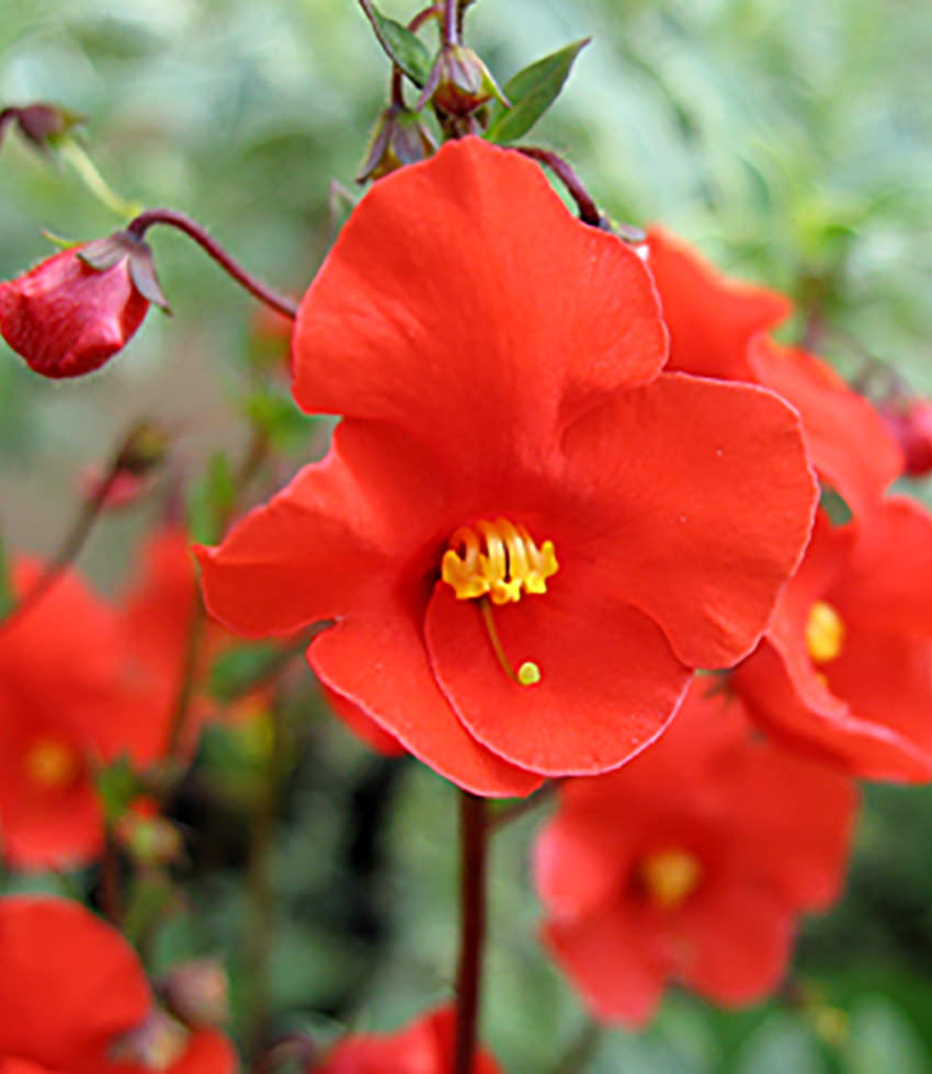 Alonsoa meridionalis, Red, Red Mask Flower - Annies Annuals
